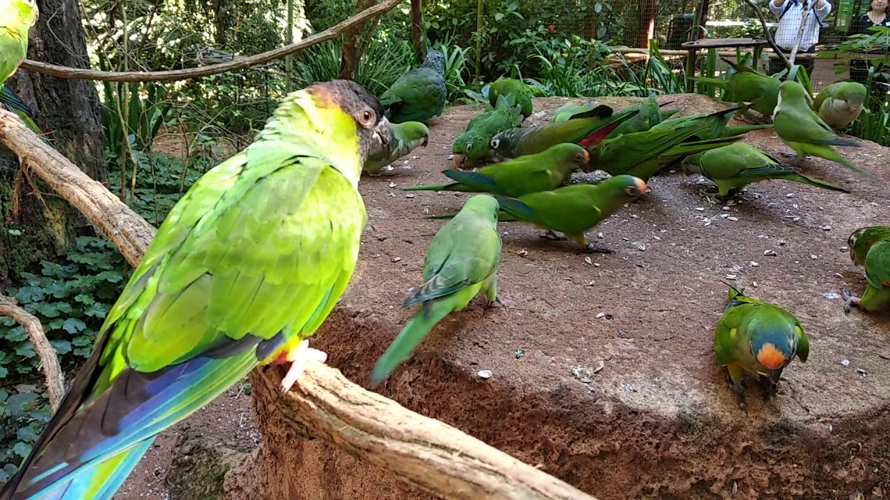 Curicas, maritacas, periquitos e jandaias comendo juntos. Parque das ...