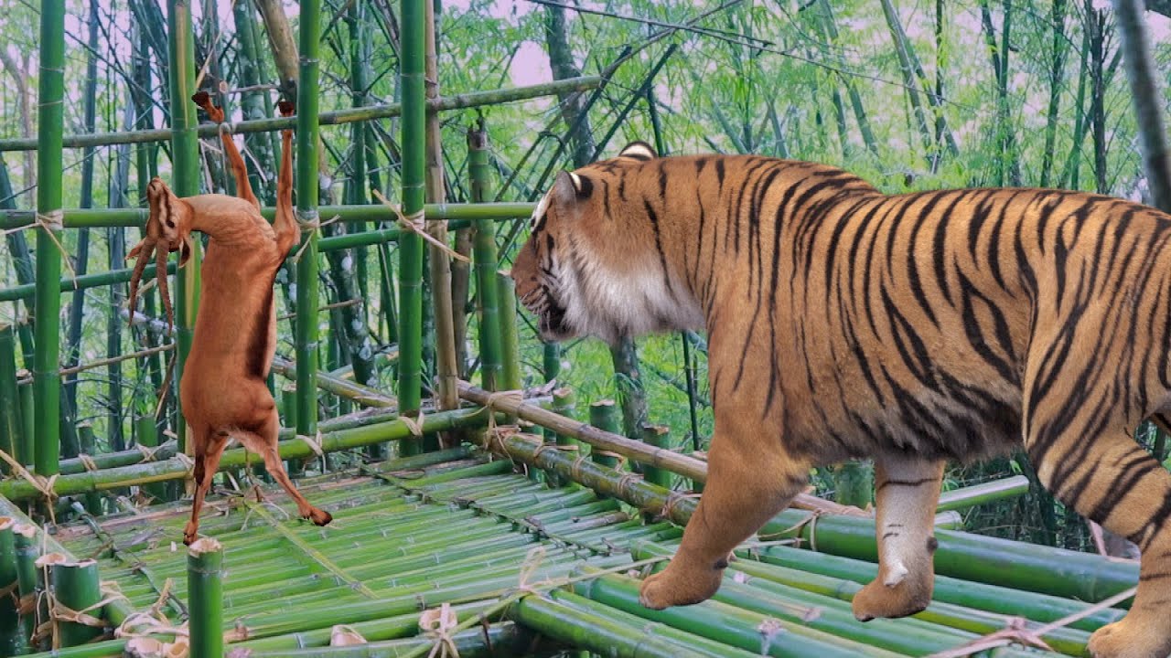 primitive men build a trap to trap tiger not to kill they need tiger to ...