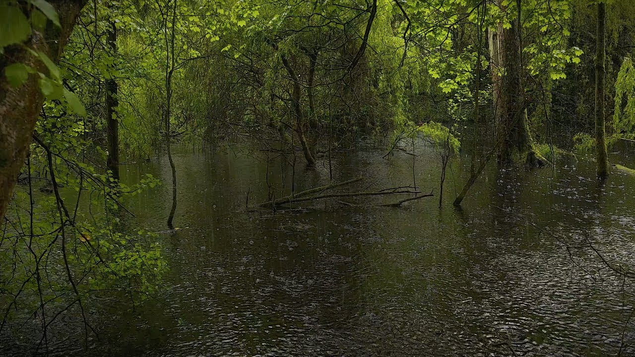 Rain and Thunder Sounds for Deep Sleep and Relaxation | 8 Hours ...