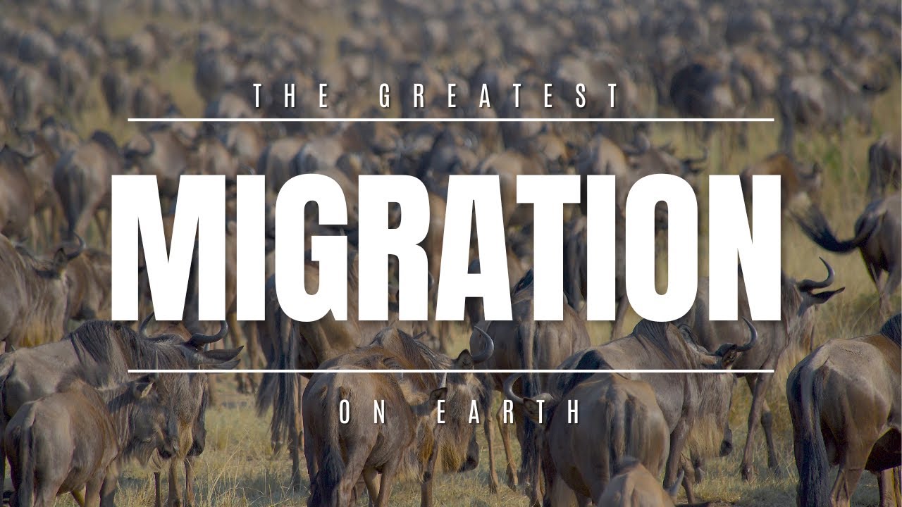 THE GREATEST MIGRATION ON EARTH - YouTube