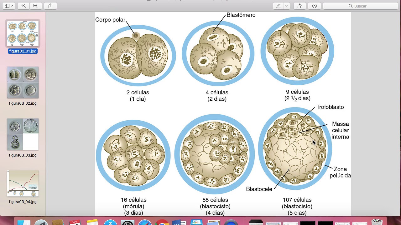 Embriologia - Clivagem e implantacao - YouTube