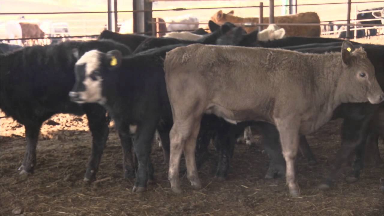 VetsOnCall - Farmers raise cattle humanely for beef Part II - YouTube