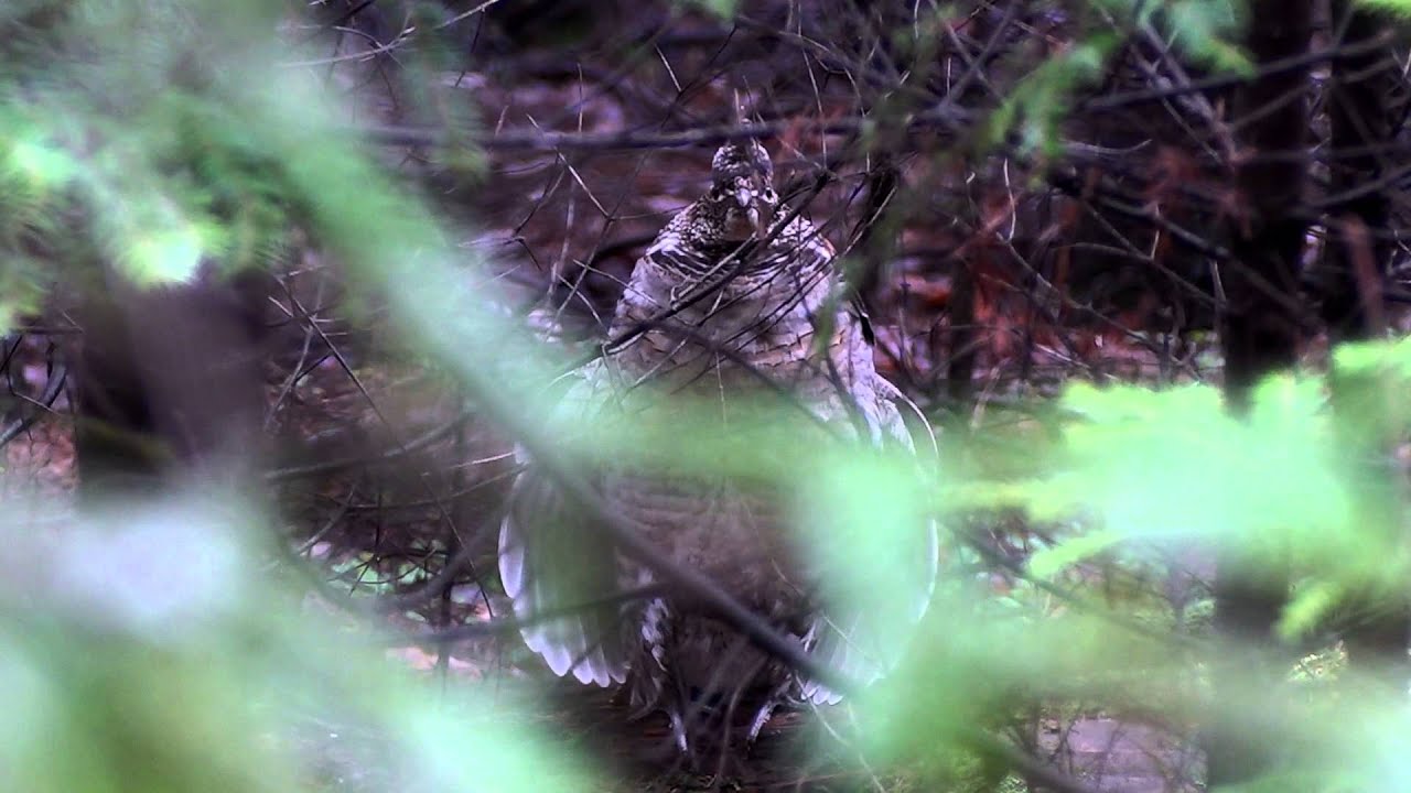 Drumming Partridge (Ruffed Grouse) - YouTube