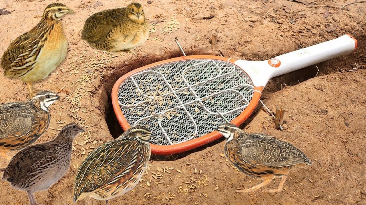Create Underground Quail Bird Trap with Mosquito Racket and deep hole ...