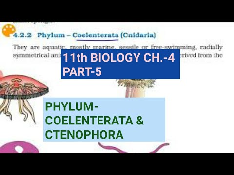 Class 11 Biology|Ch.-4 |Part-5||Phylum Coelenterata & Ctenophora||Study ...