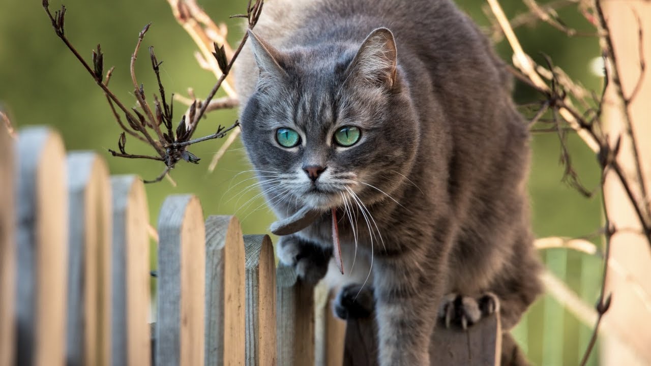 Spy Cat Cam Footage Revealed: Cat TV Watch GoPro Camera - YouTube