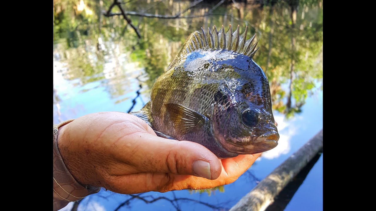 Bluegill Fishing in Florida Wilderness Springs - YouTube