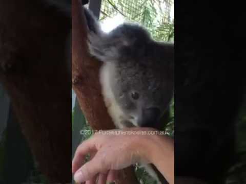 Injured Koala Loves Interacting With People - YouTube