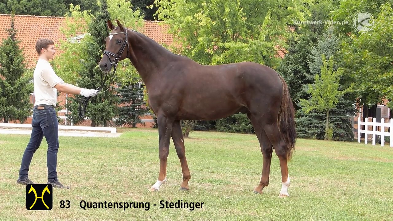 Hanoverian Stallion Licensing 2016 No 83 by Quantensprung Stedinger ...