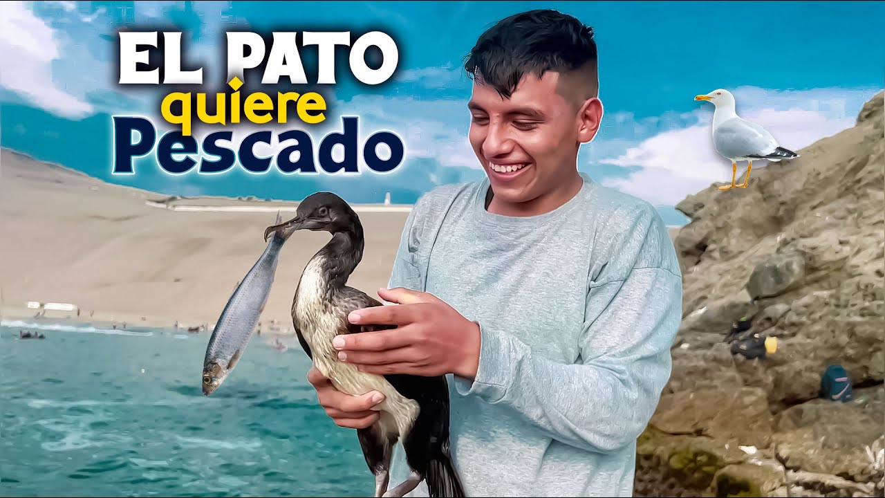 Alimentando al pato marino con el pescado más rico del mar🌊🐟🦆 - YouTube