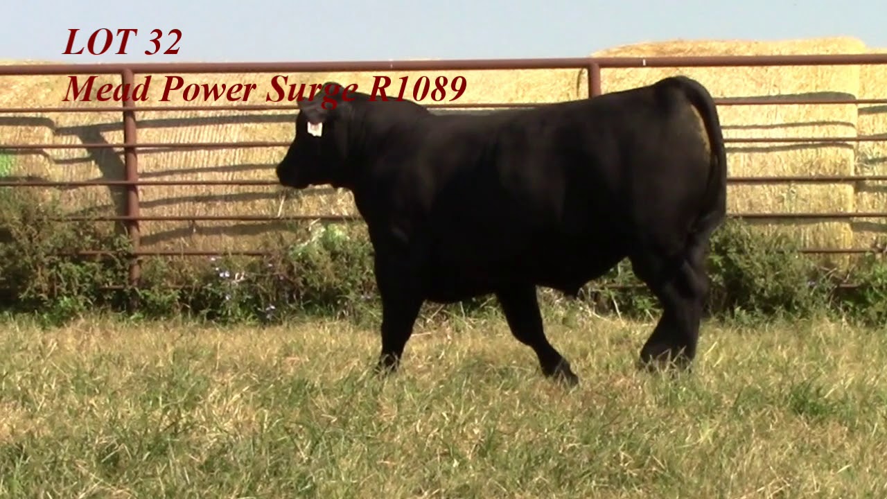 Mead Angus Lot 32 - YouTube
