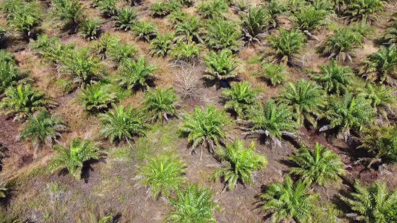 Pemantauan hasil penyemprotan pada tanaman sawit di Desa Rawa Jadi ...