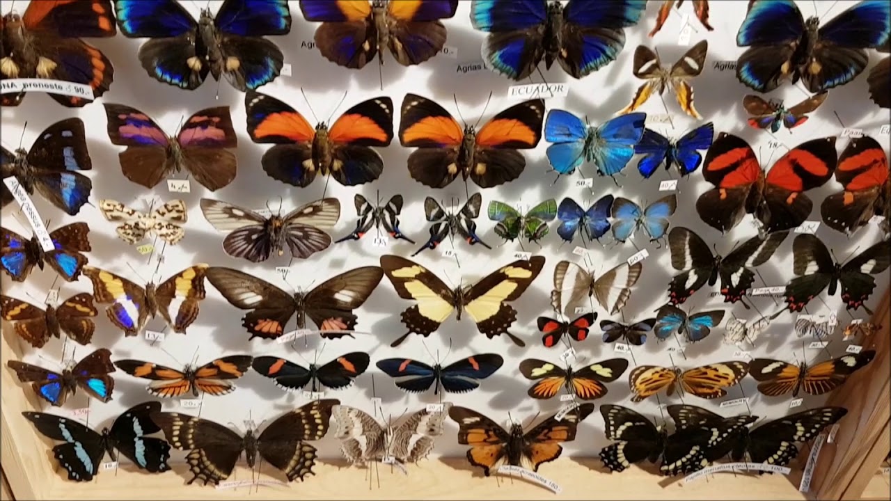 120. International Insect Fair and Expo - Frankfurt (Main) - YouTube