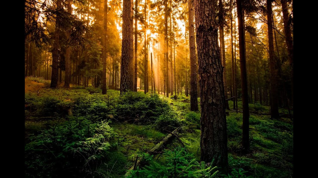 Perfect Relaxing Calming Forest Music With Trees! - YouTube