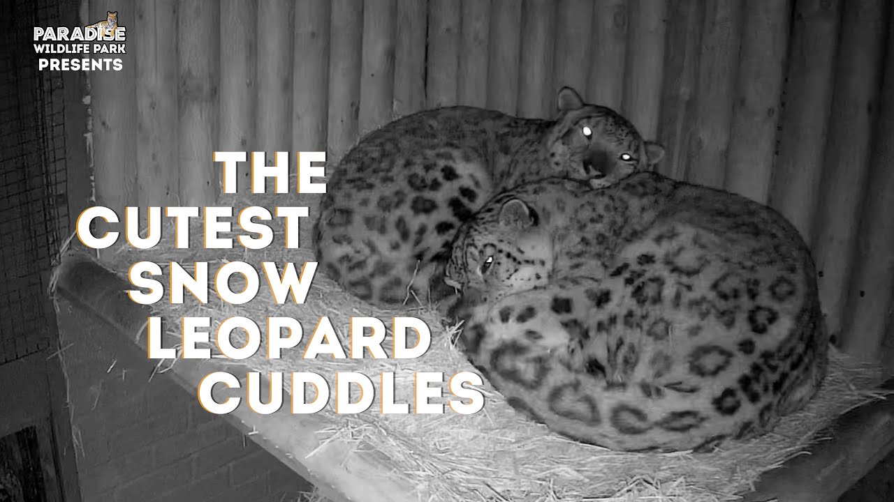 The Cutest Snow Leopard Cuddles! - YouTube
