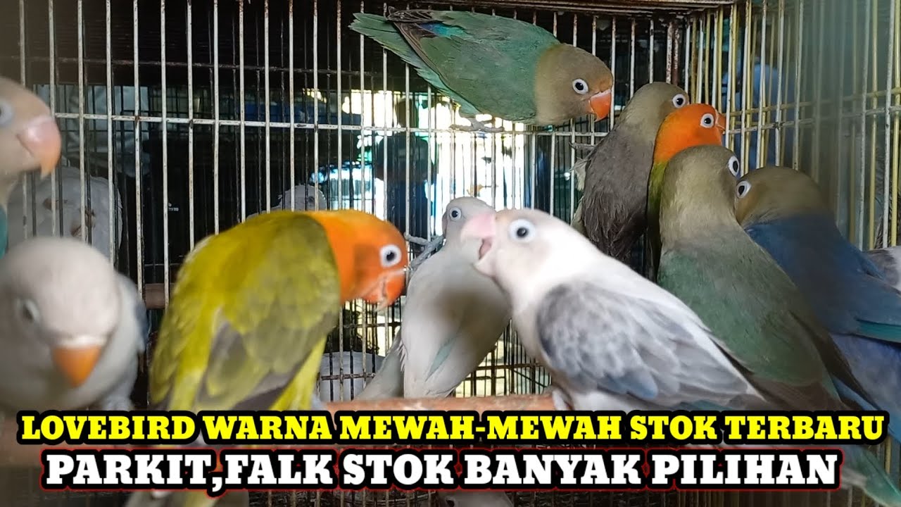 HARGA LOVEBIRD,PARKIT,FALK TERBARU DIBULAN NOVEMBER KIOS KASMIN PASAR ...