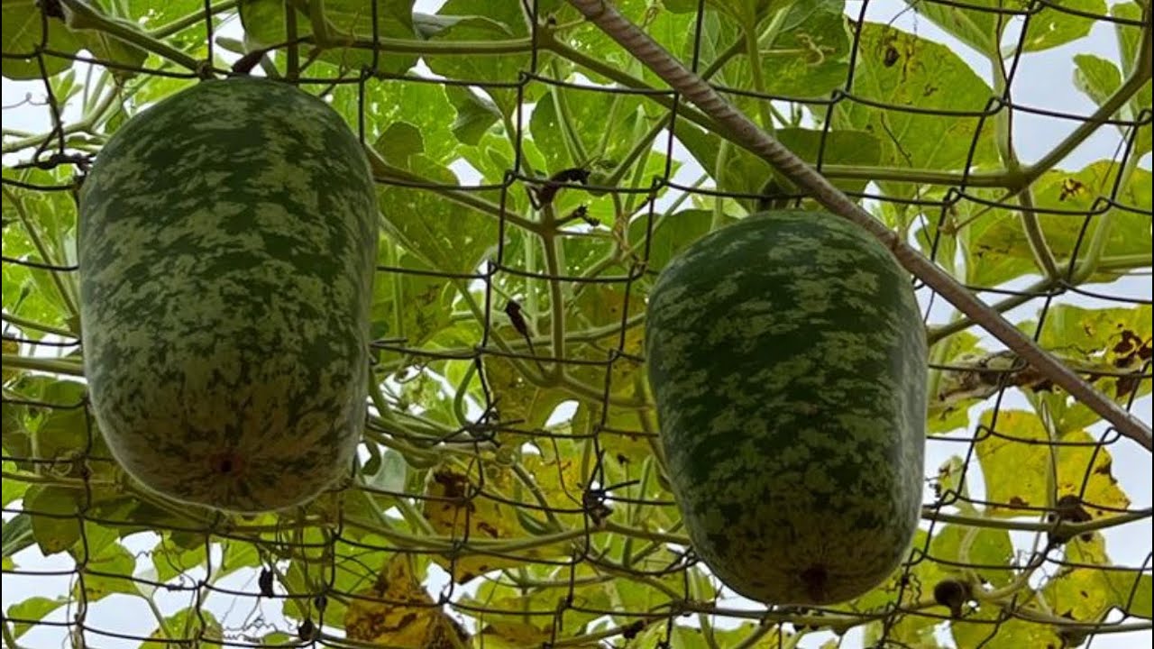 Apple gourd Seeds | 3K Organic Seeds #Special gourd #Apple Shapped🍎 # ...