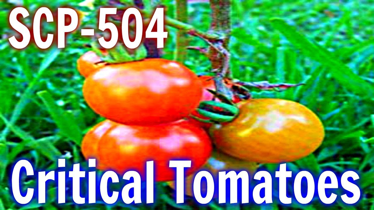 SCP-504 Critical Tomatoes | object class safe - YouTube