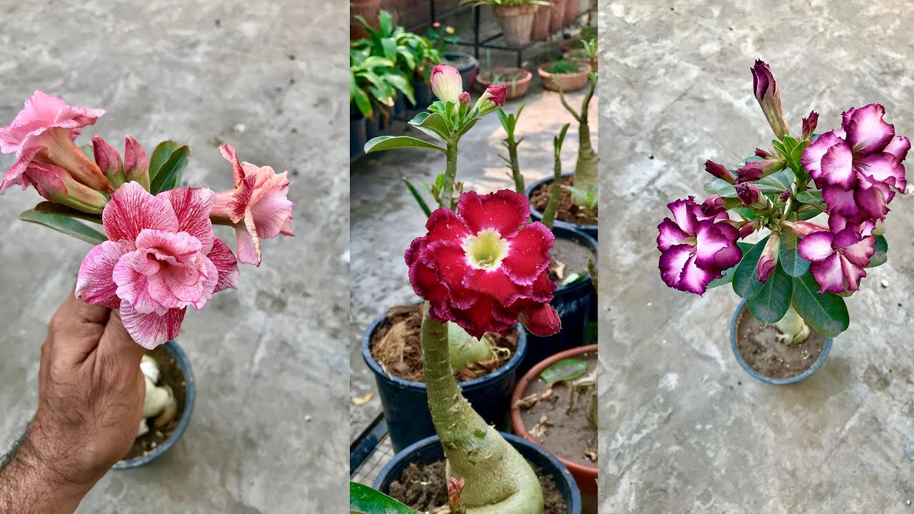 My Adenium Multi-petal Flowers 2022 | Beautiful 💖💖💖 ما شاء الله | Happy ...