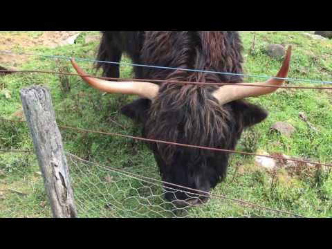 Ratho Farm Highland Cows