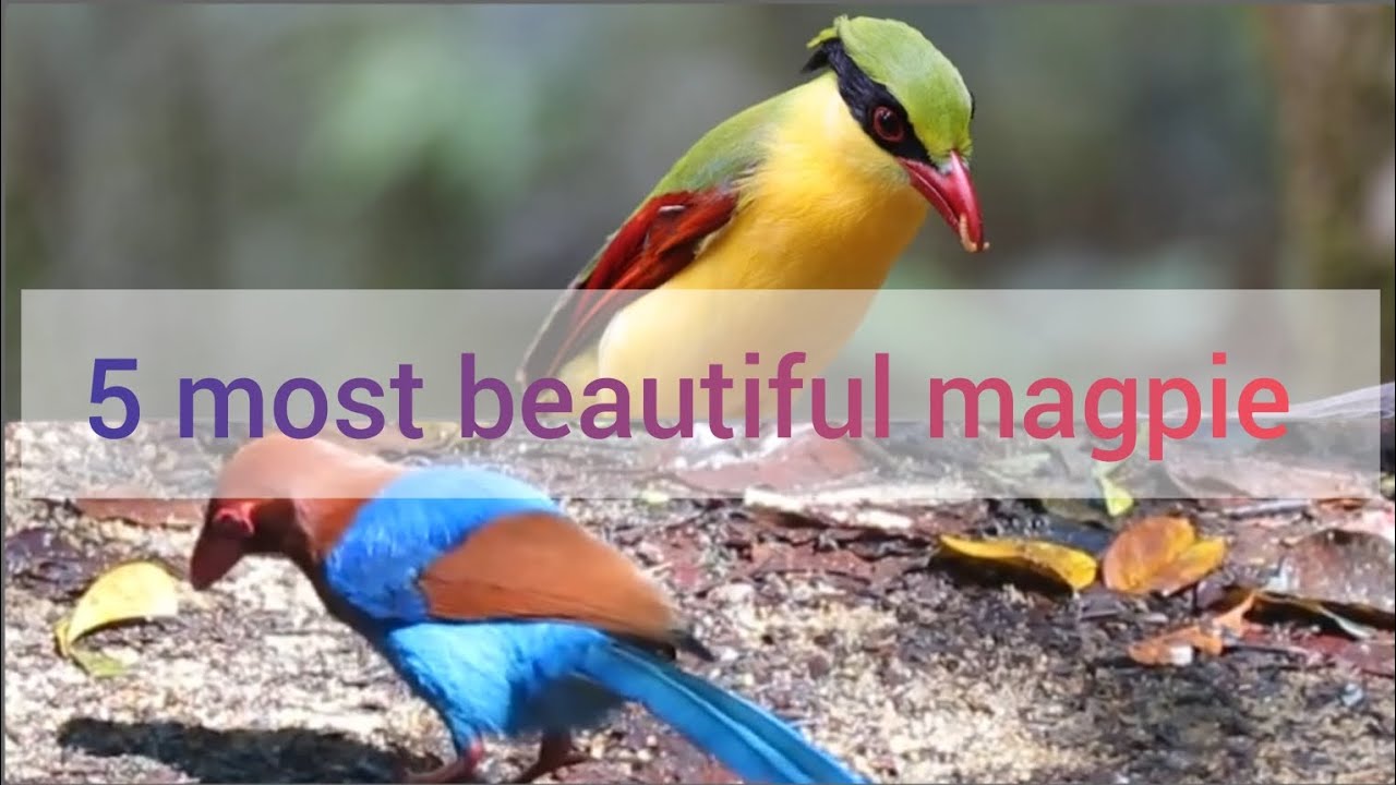5 most beautiful magpie in the world - YouTube