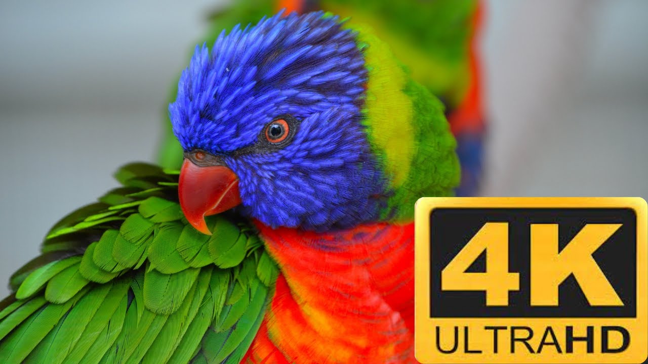 The Most Colorful Birds in the World | 4K UHD Video - YouTube