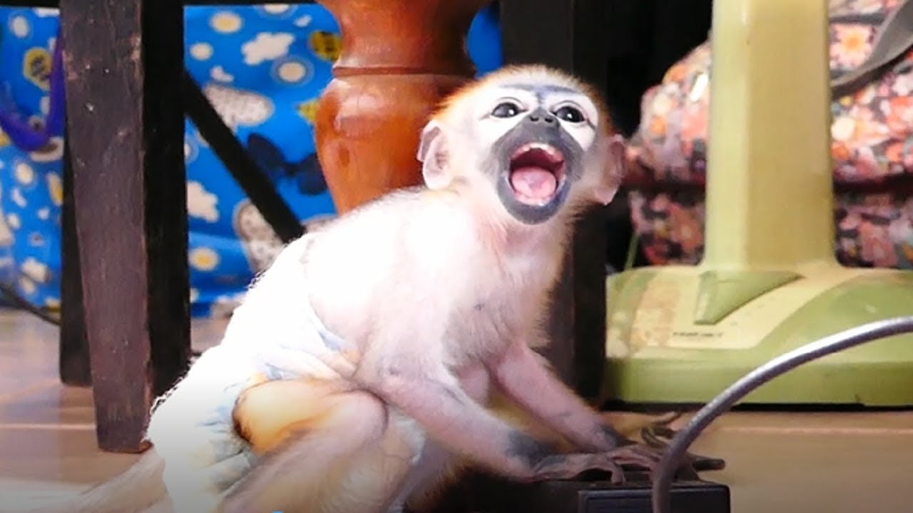 Vicky Monkey! Her can walk and play with her friends - YouTube