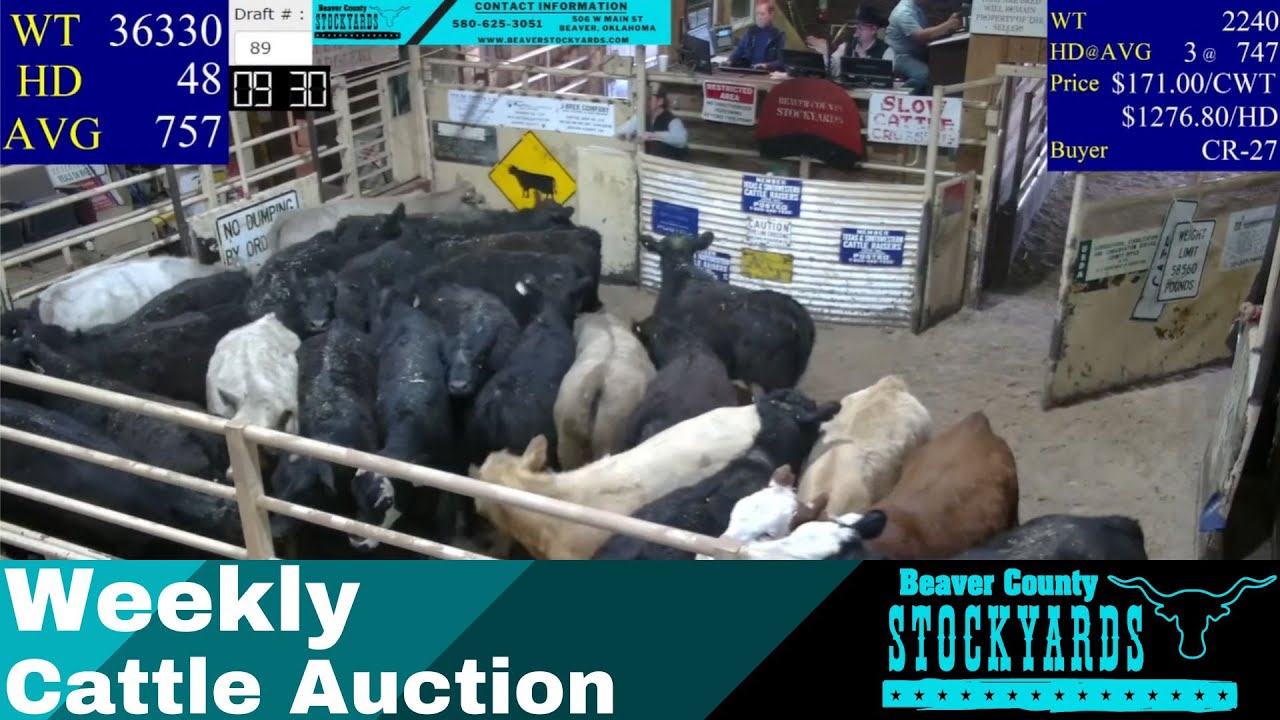 4/11/2023 - Beaver County Stockyards Livestock Auction - YouTube