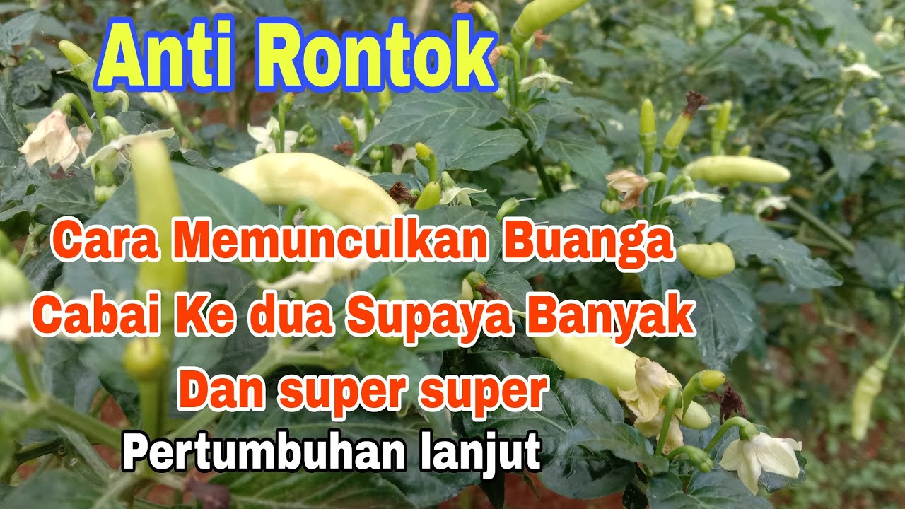Cara melebatkan buah cabe rawit dan bunga tidak rontok - YouTube