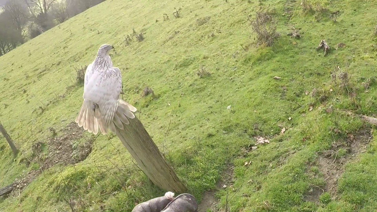 first rabbit chases with female white goshawk 2 12 2020 - YouTube
