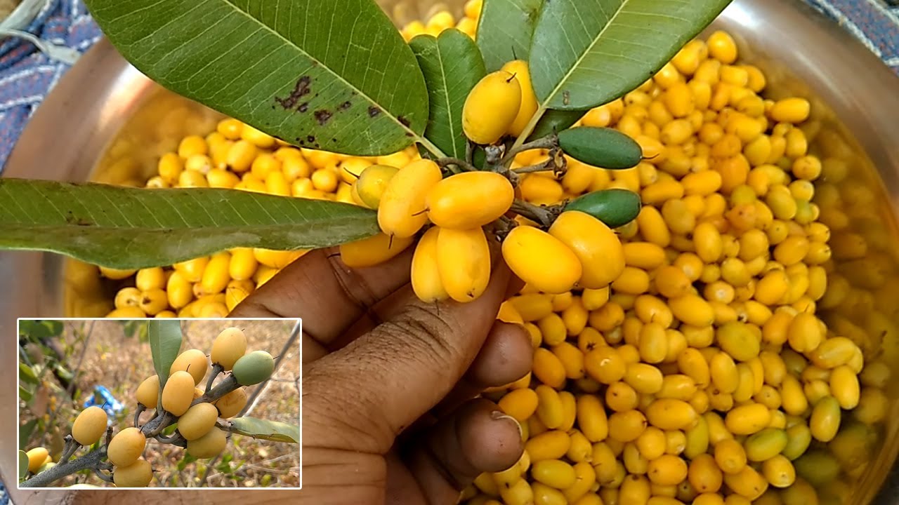 ఇవి కనిపిస్తే ఎంత ఖర్చు అయినా పెట్టి కొని తినండి.ఎందుకంటే....|| Pala ...