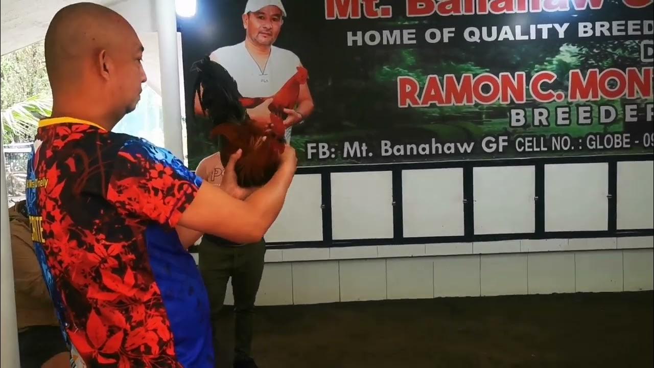 My new Business Mentor, farm visit in Mt. Banahaw Game farm, I got 4 hens 1 Broodcock - YouTube