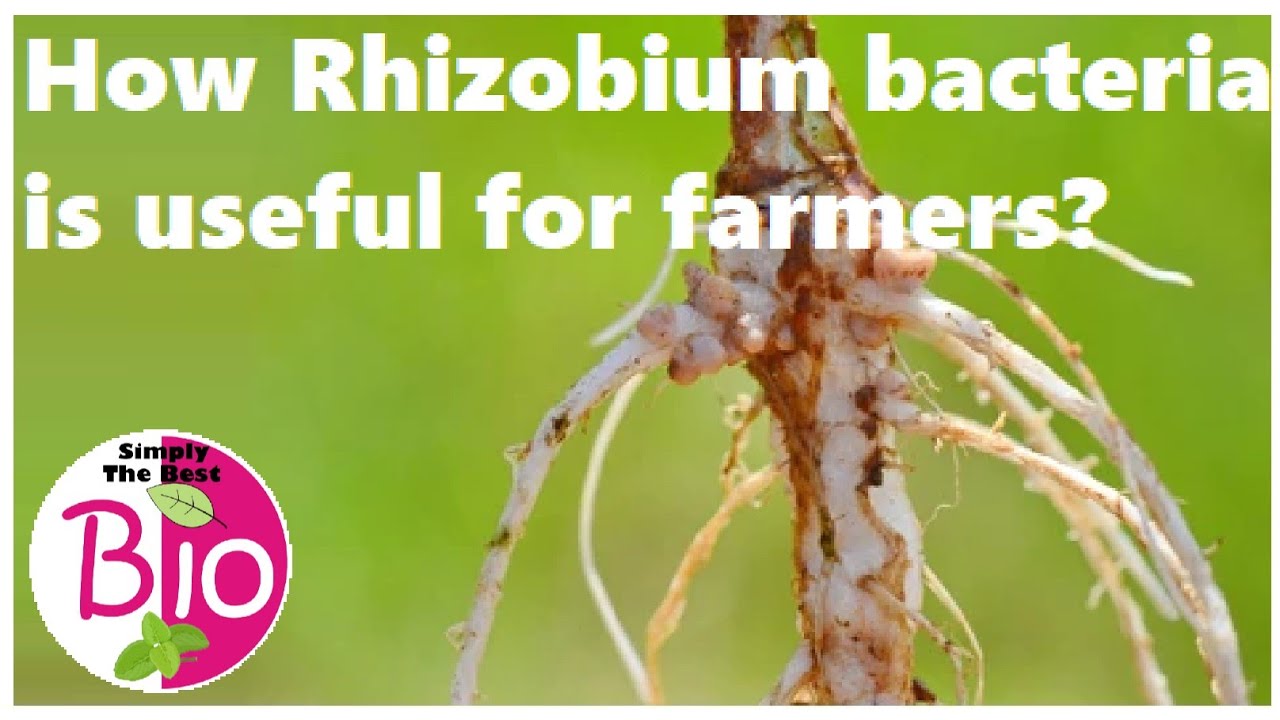 How Rhizobium bacteria is useful for farmers? Simply The Best BIO - YouTube