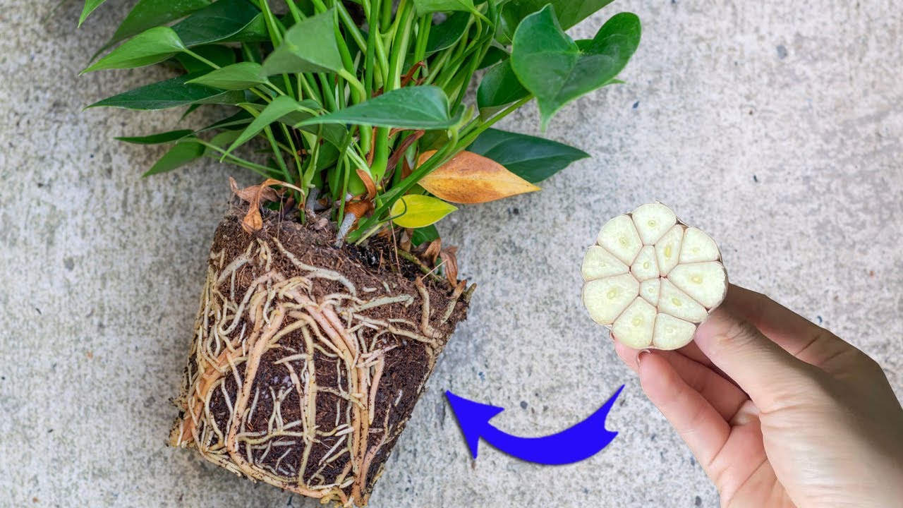 With just 1 clove of garlic, Anthurium roots are healthy and blooms ...