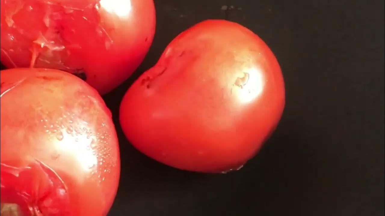 Techno Tomato - YouTube