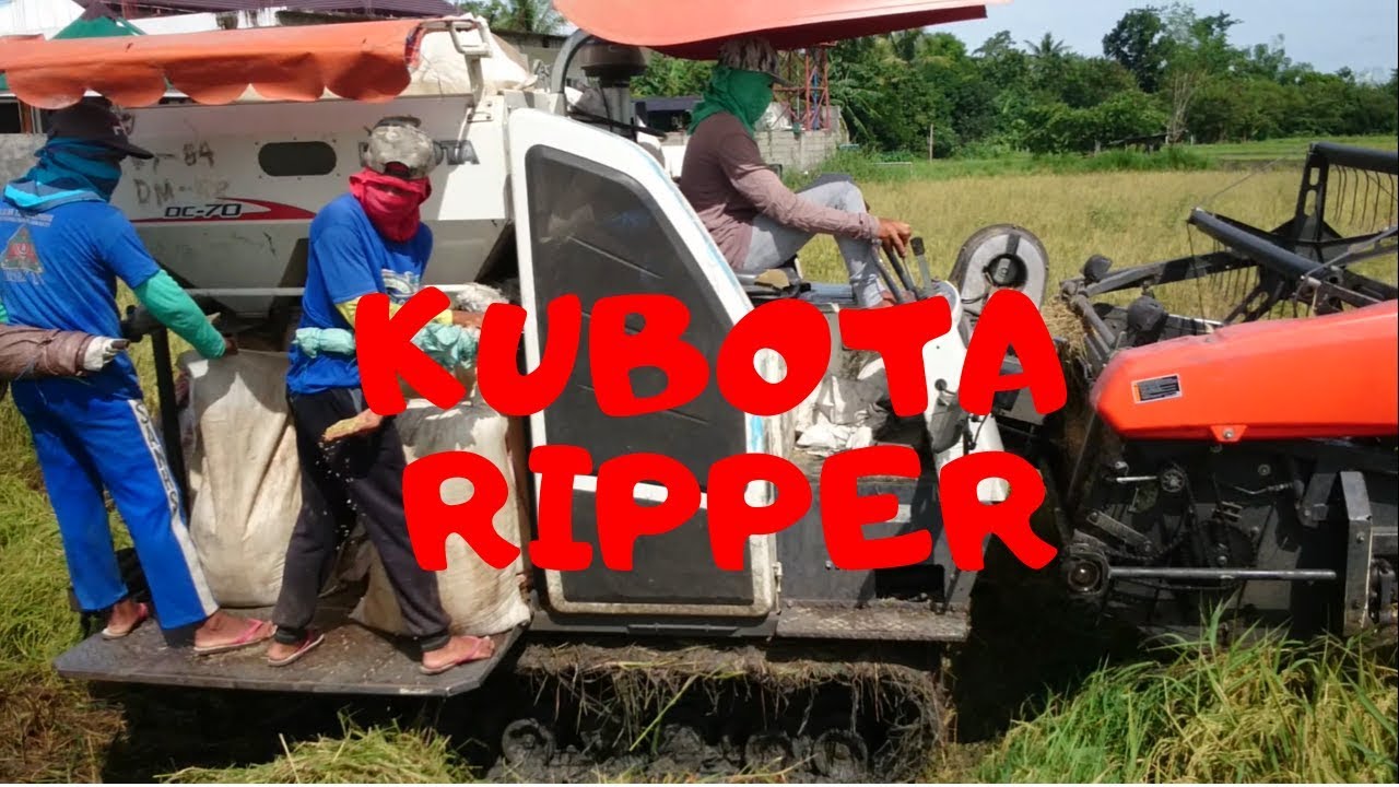 AMAZING RICE HARVESTER IN PHILIPPINES | REAPER - YouTube