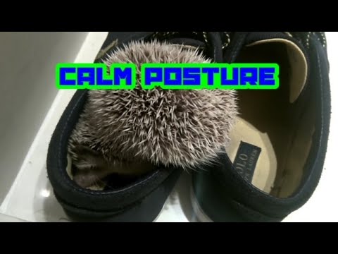 【Hedgehog】Calm posture - YouTube