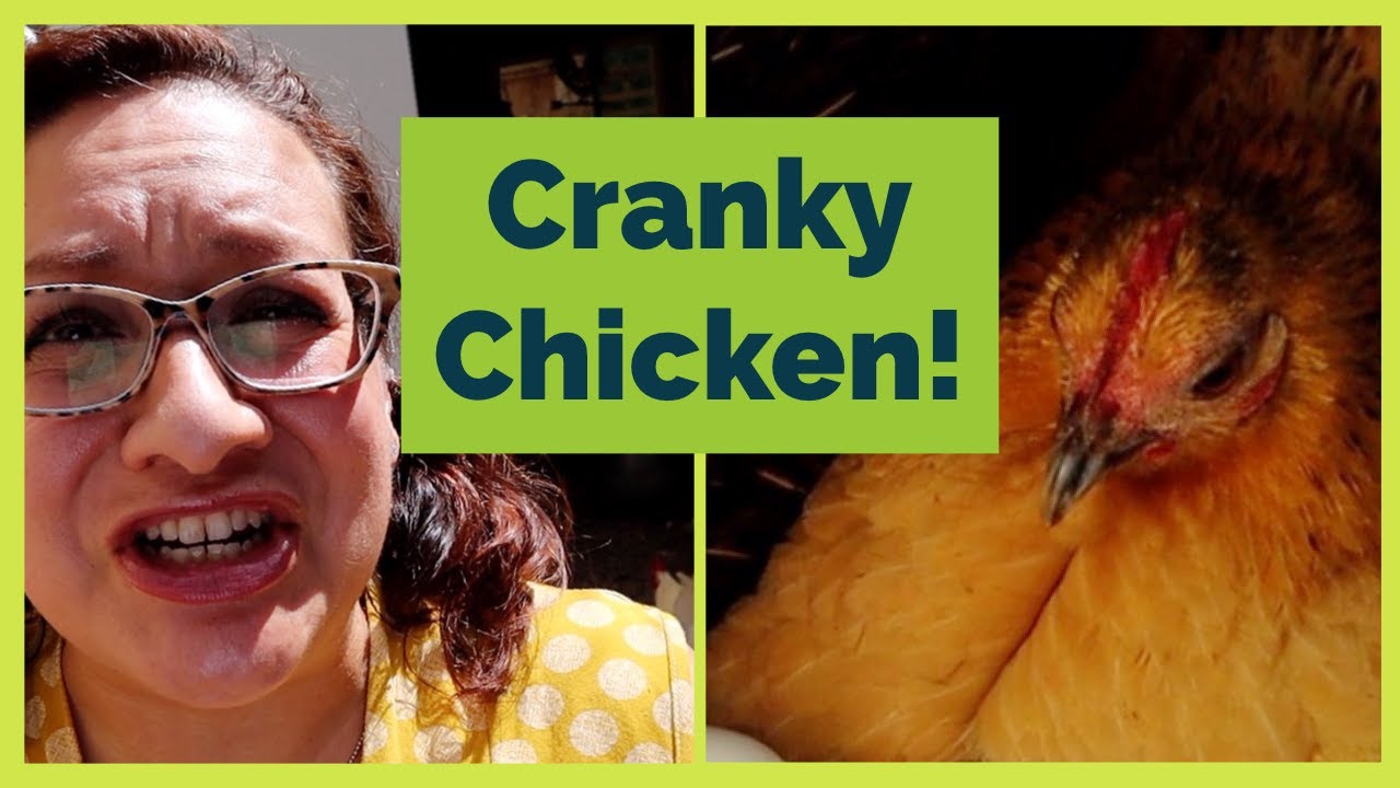 What Does Broody Mean? Explanation of Broody Chicken - YouTube