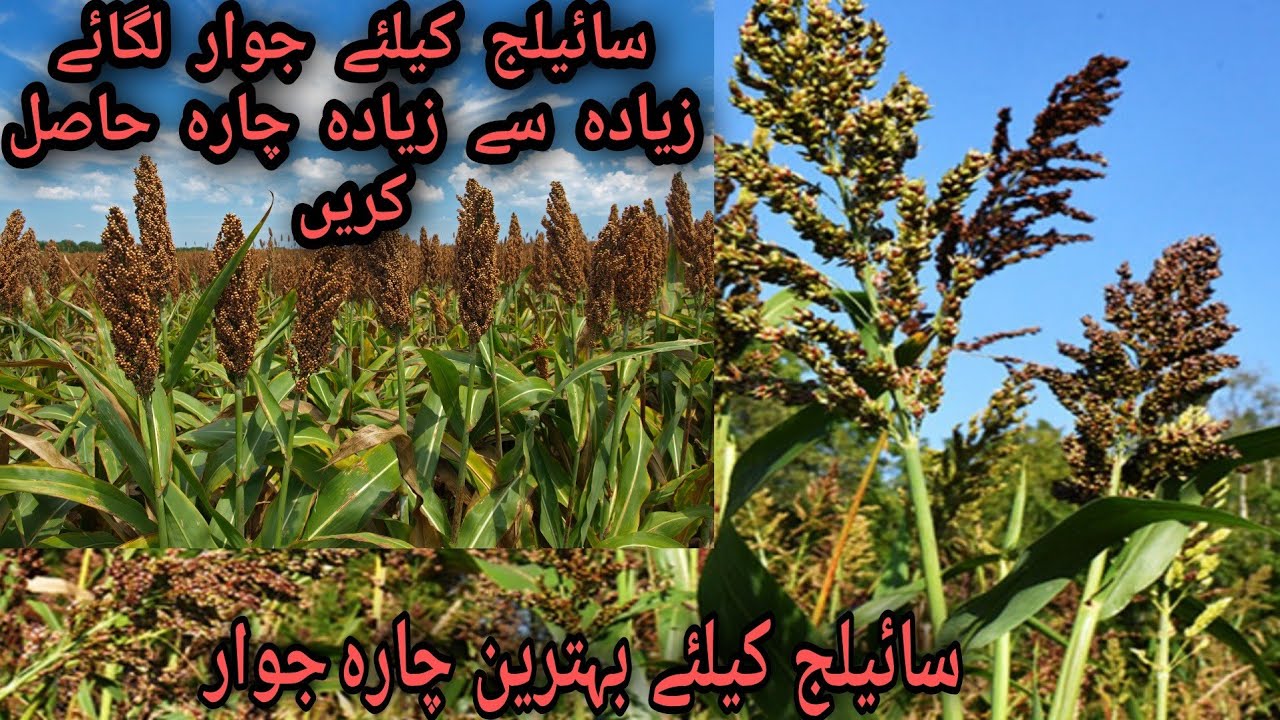 Sorghum crop information | Sorghum Seed | Sorghum Silage | Sorghum ...