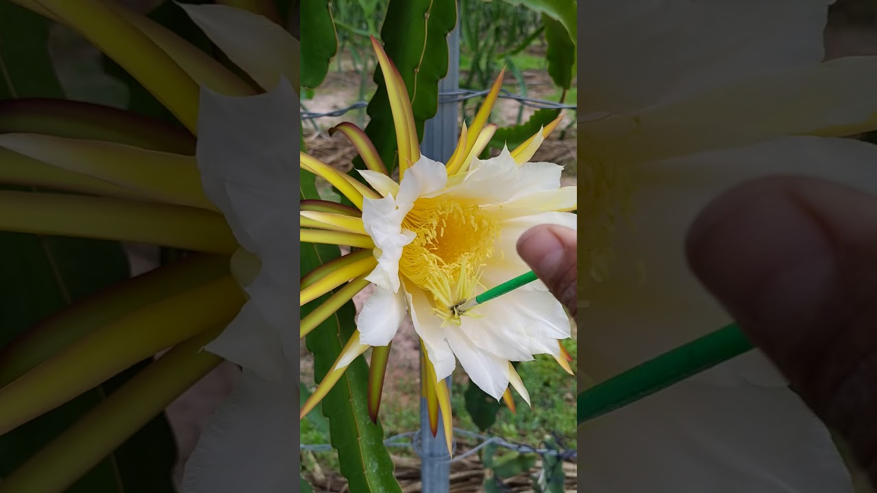 Polinización de flor de Pitahaya - YouTube