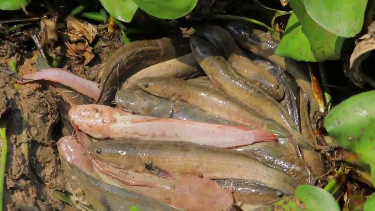 Dry Season Fishing 2020 - Looking for fishes in dry lake got many ...