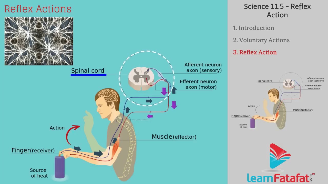 Life Processes In Living Organisms Class 9 Science SSC - Reflex Action ...