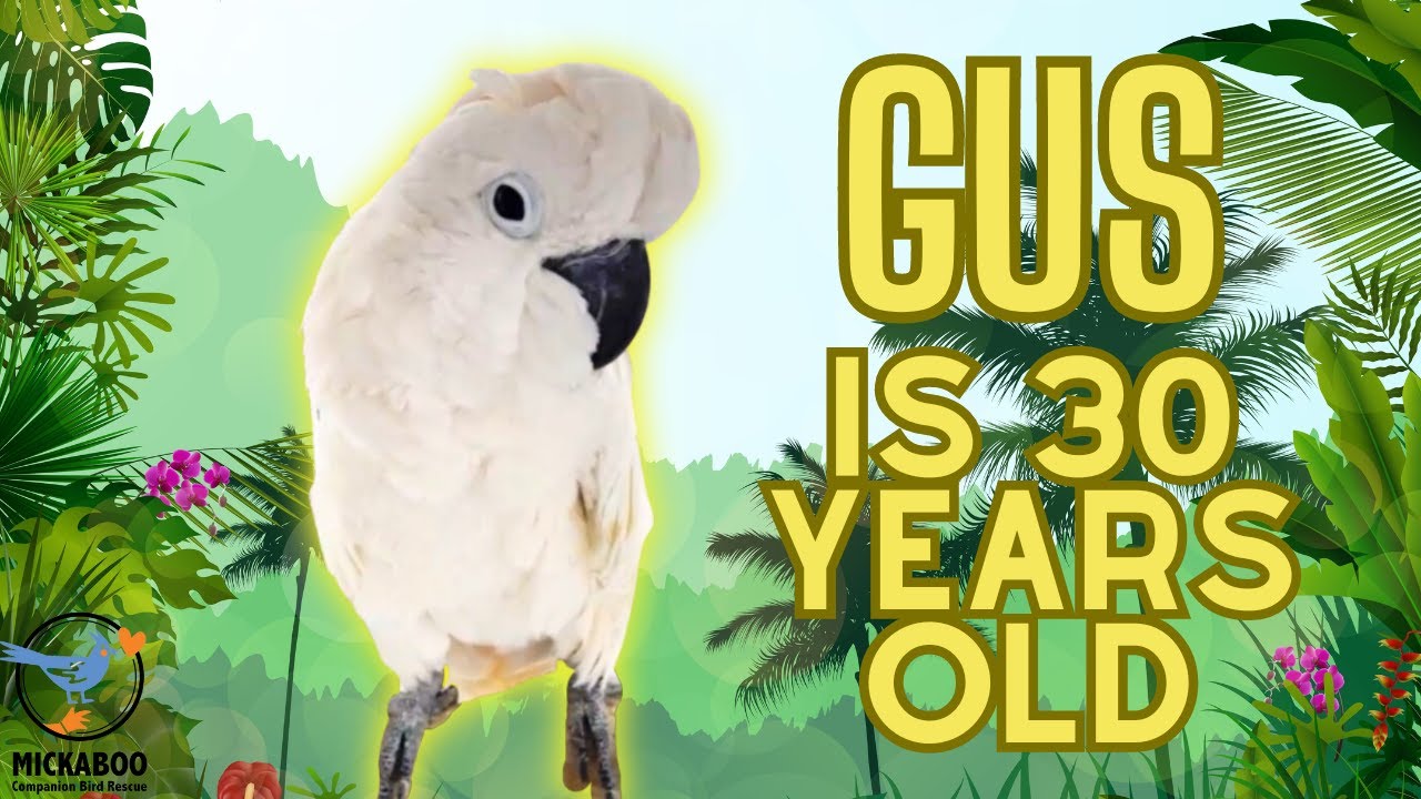 Gus is 30 years old... - YouTube