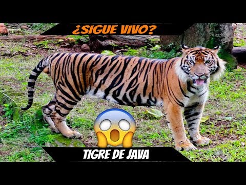 TIGRE DE JAVA CAPTADO EN VÍDEO 2018- ¿SERÁ REAL? ESTE TIGRE FUE FILMADO EN 2008, HOY SE CREE ...