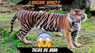 Importancia De La Naturaleza El Tigre De Java Animales En Peligro De