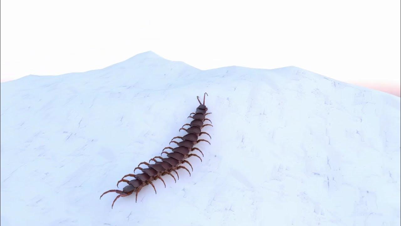 Centipede Rigged animated 3D Model - YouTube
