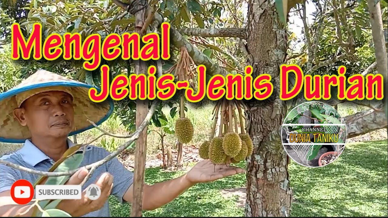 Mengenal Jenis Jenis Durian (Musangking, Bintana, Chane, Duri Hitam ...