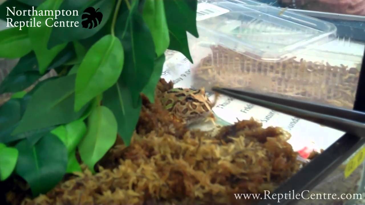 Pacman Frog makes a mealworm disappear. Blink and you'll miss it - YouTube
