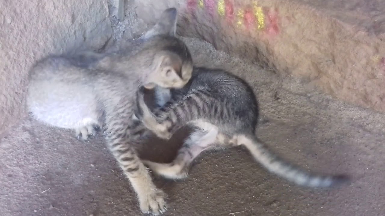 Baby cat fight - YouTube