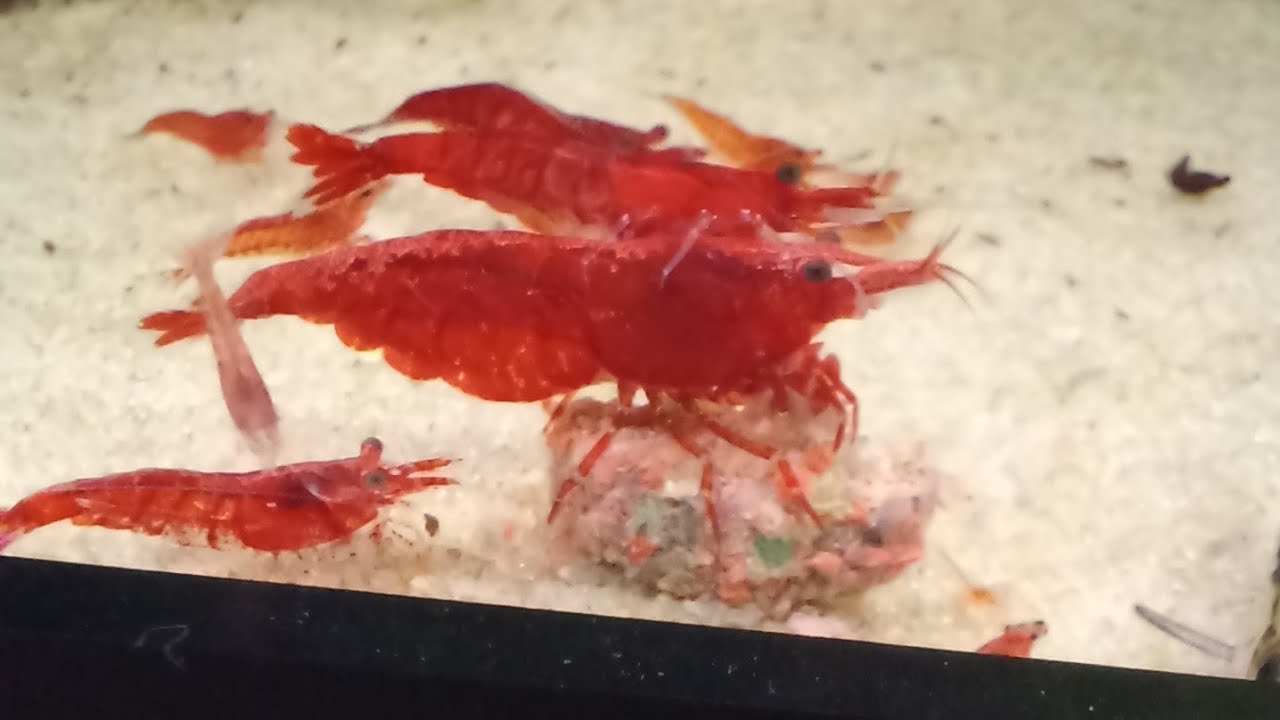 Starting a Cherry Shrimp Colony! | Episode 1 - YouTube